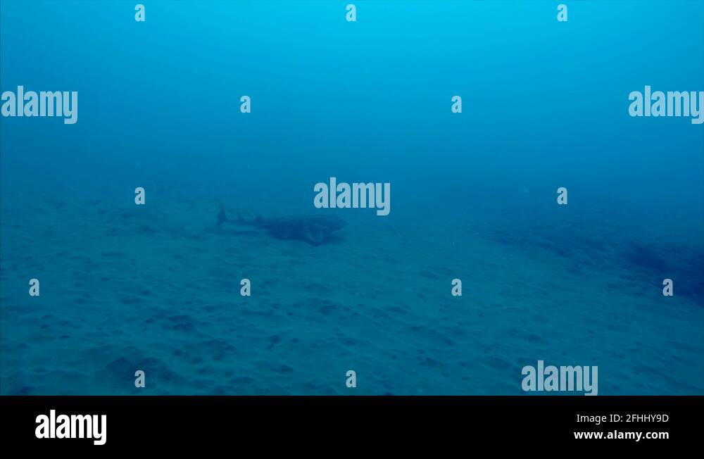 Angle shark Stock Videos & Footage - HD and 4K Video Clips - Alamy