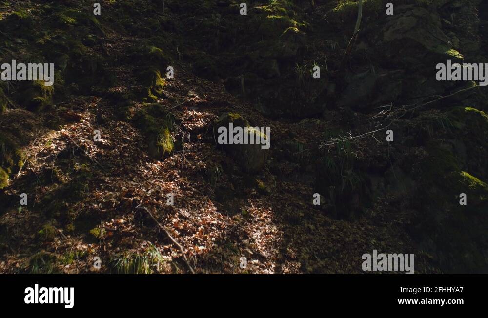 Deciduous rocks Stock Videos & Footage - HD and 4K Video Clips - Alamy