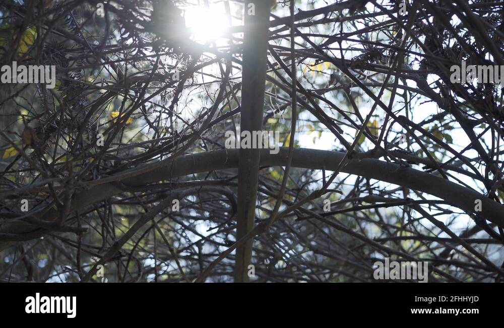 Tree way pathway Stock Videos & Footage - HD and 4K Video Clips - Alamy