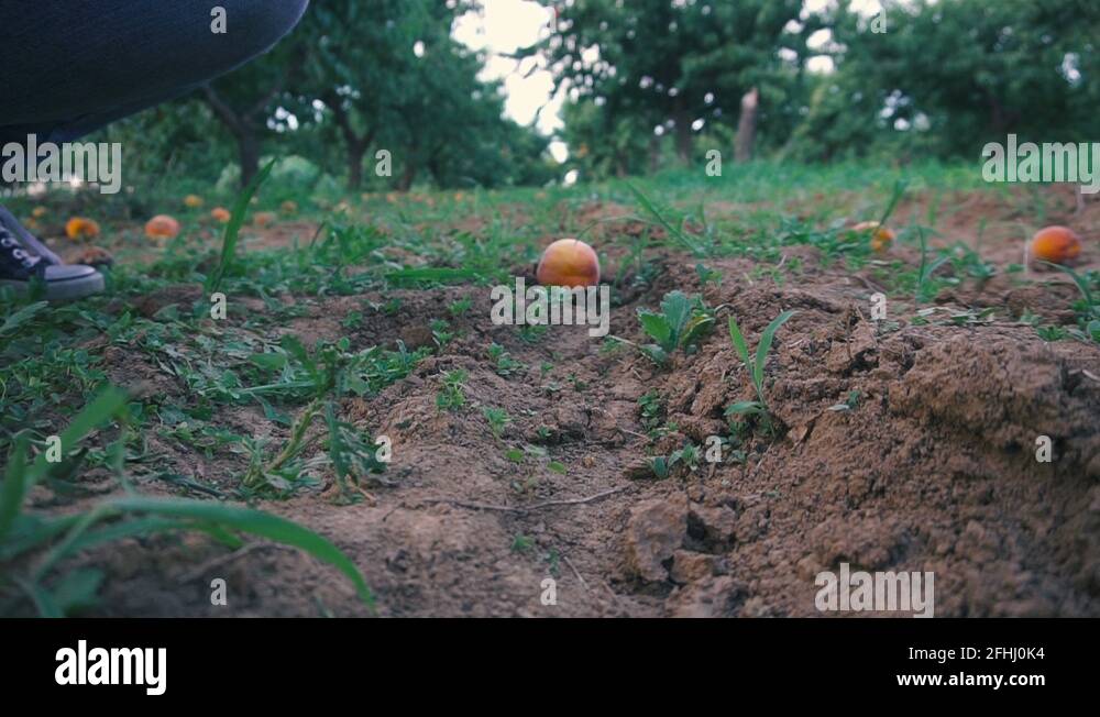 Ground peach Stock Videos & Footage - HD and 4K Video Clips - Alamy