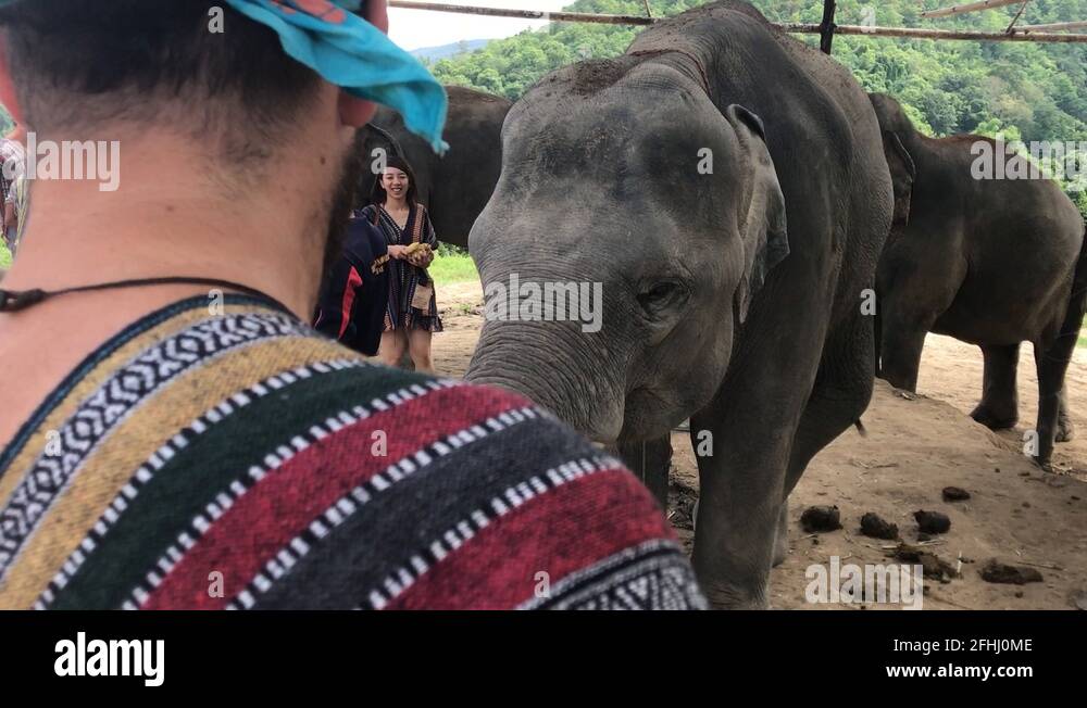 Chang the elephant Stock Videos & Footage - HD and 4K Video Clips - Alamy