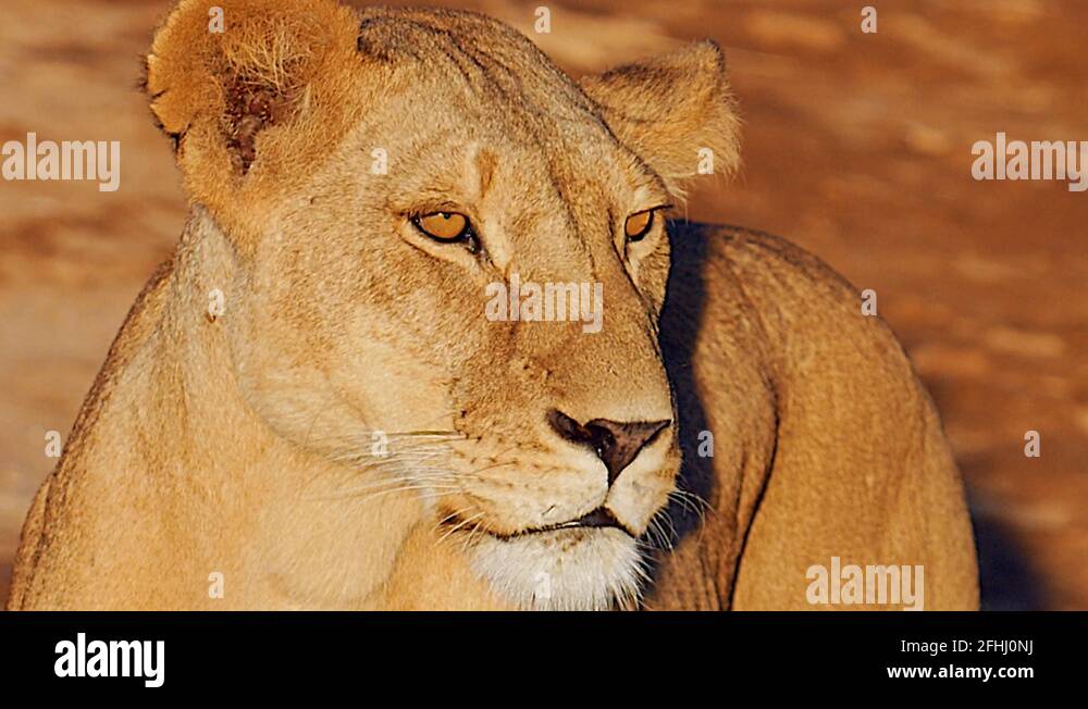 Head on lioness Stock Videos & Footage - HD and 4K Video Clips - Alamy