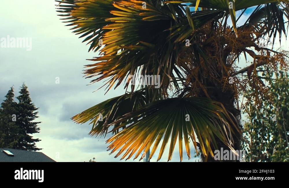 Walking palm tree Stock Videos & Footage - HD and 4K Video Clips - Alamy