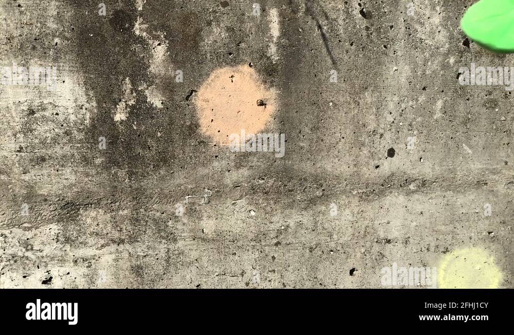 Green against concrete Stock Videos & Footage - HD and 4K Video Clips ...