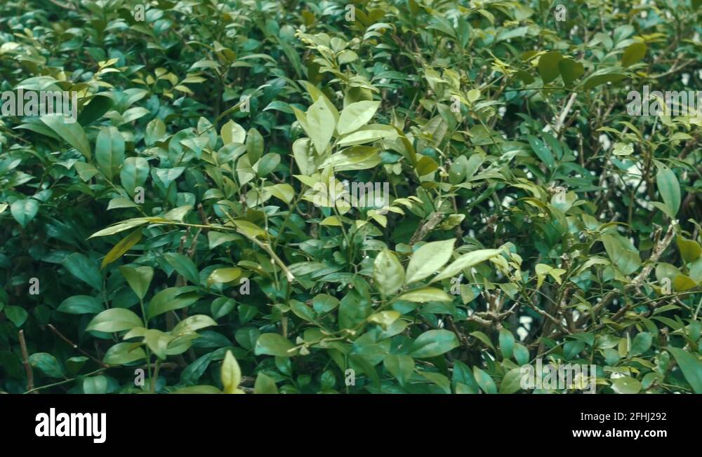 Pan shot Stock Videos & Footage - HD and 4K Video Clips - Alamy