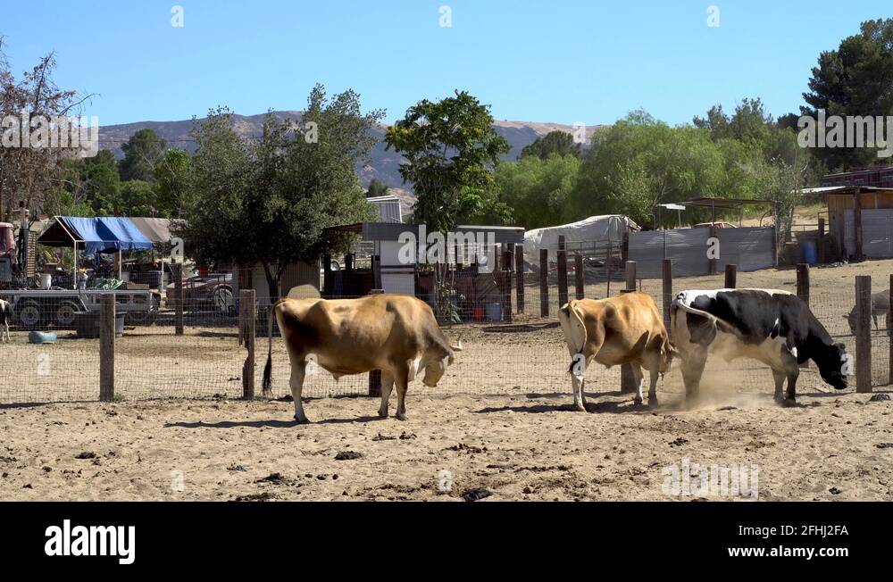 Three cows wag their tails and kick up dirt in an outdoor corral Stock ...