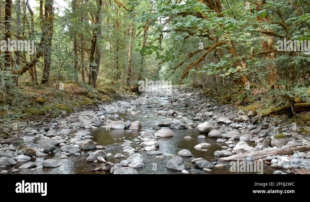 Foresting Stock Videos & Footage - HD and 4K Video Clips - Alamy