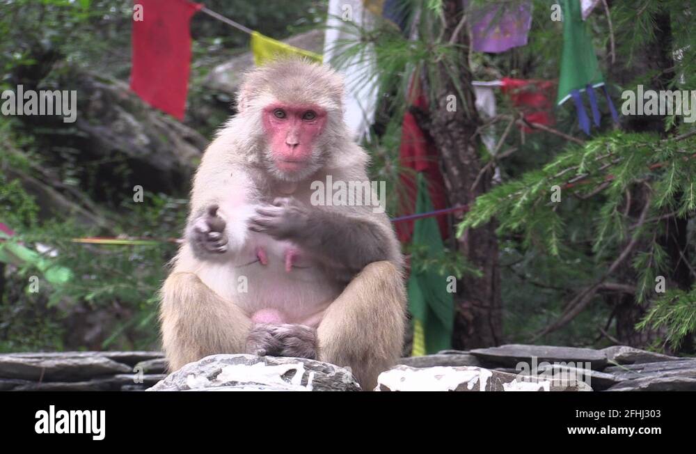 Monkey arm Stock Videos & Footage - HD and 4K Video Clips - Alamy