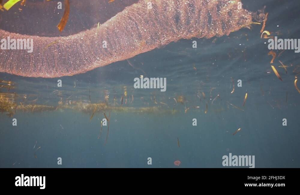 Diamondback squid Stock Videos & Footage - HD and 4K Video Clips - Alamy