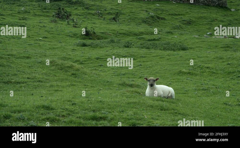 A lamb in ireland Stock Videos & Footage - HD and 4K Video Clips - Alamy