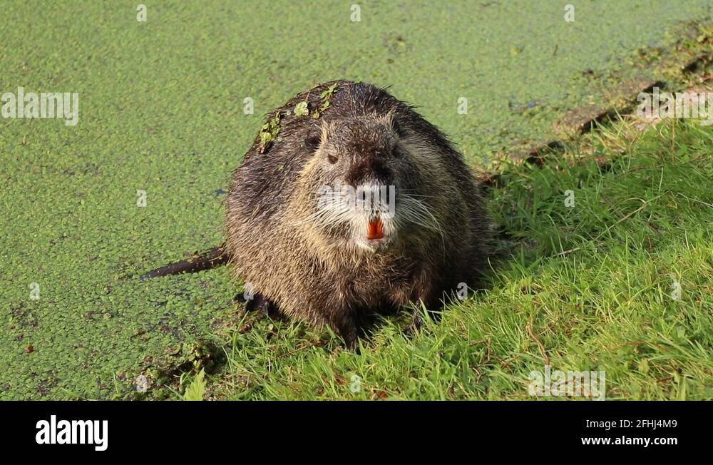 Otter sitting up Stock Videos & Footage - HD and 4K Video Clips - Alamy