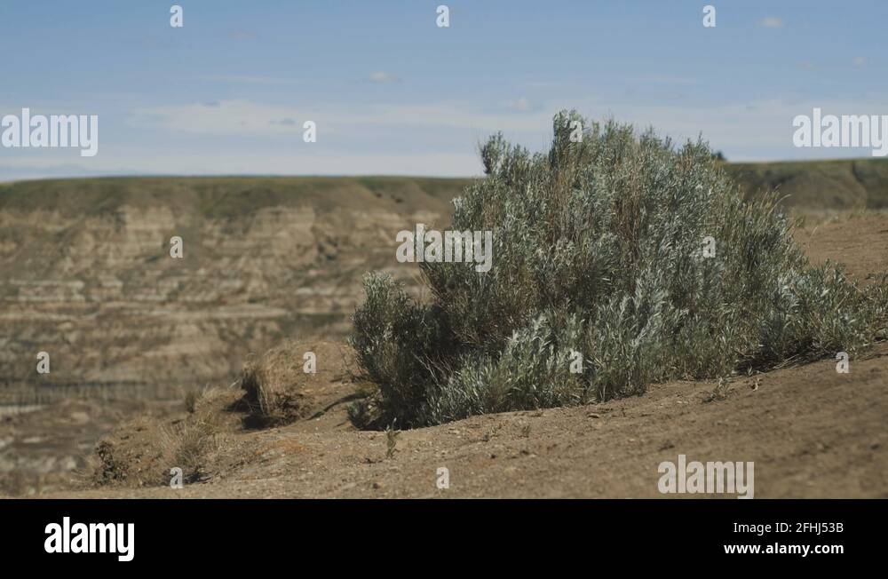 Horse in the bush Stock Videos & Footage - HD and 4K Video Clips - Alamy