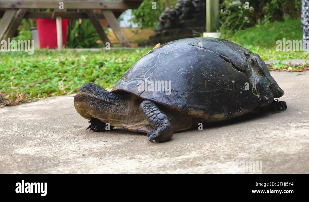 Snake neck turtle Stock Videos & Footage - HD and 4K Video Clips - Alamy