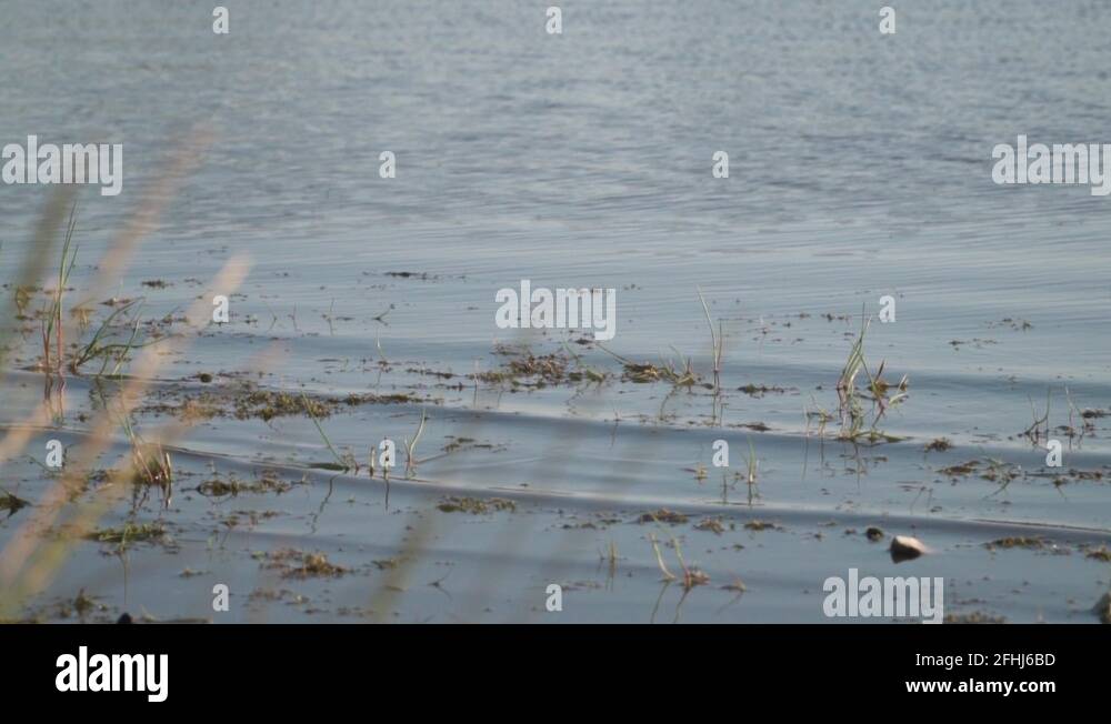 Pond ripples Stock Videos & Footage - HD and 4K Video Clips - Alamy