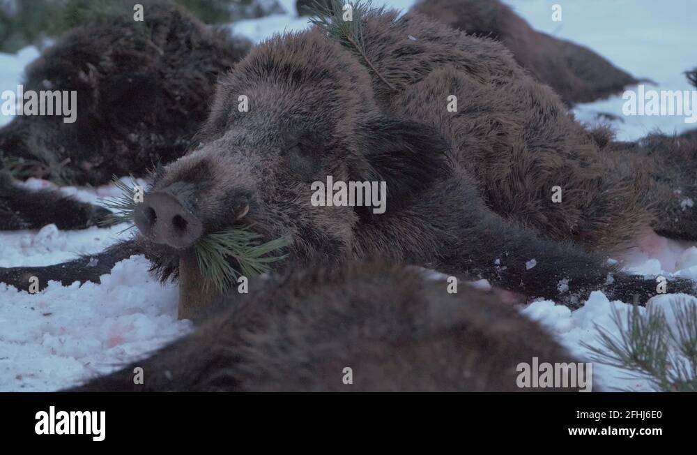 Dead wild boar Stock Videos & Footage - HD and 4K Video Clips - Alamy