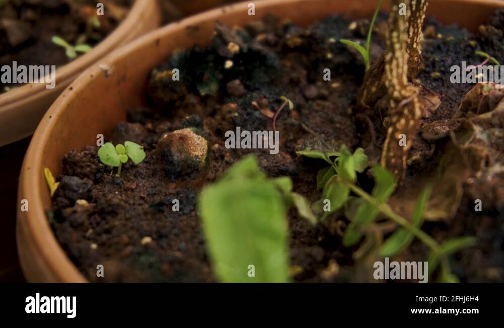 Neem roots Stock Videos & Footage - HD and 4K Video Clips - Alamy