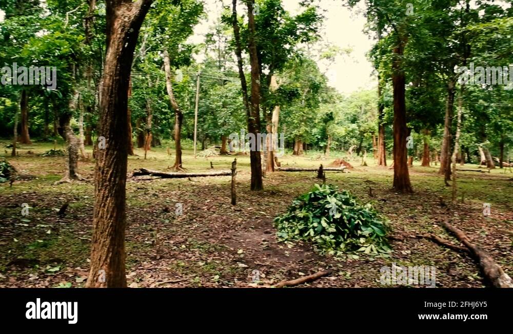 Forest of india Stock Videos & Footage - HD and 4K Video Clips - Alamy