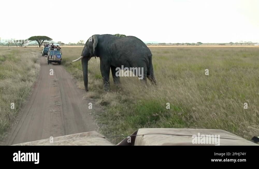 Elephant angry male Stock Videos & Footage - HD and 4K Video Clips - Alamy