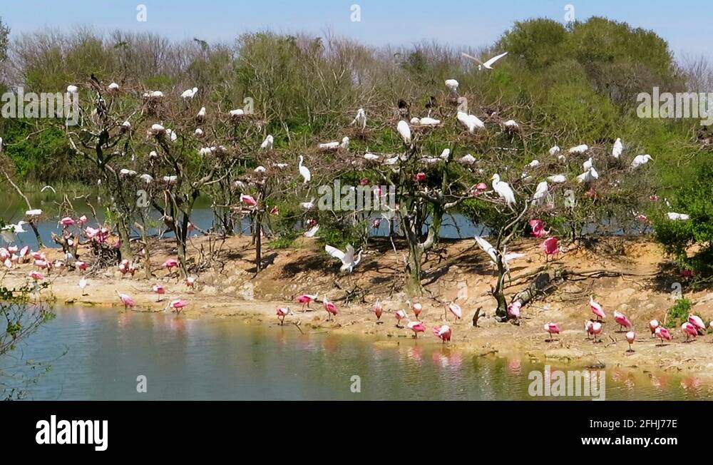 Nesting birds island Stock Videos & Footage - HD and 4K Video Clips - Alamy