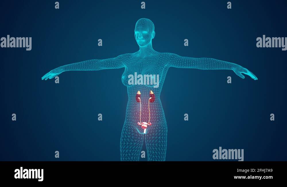 Female urinary system Stock Videos & Footage - HD and 4K Video Clips ...