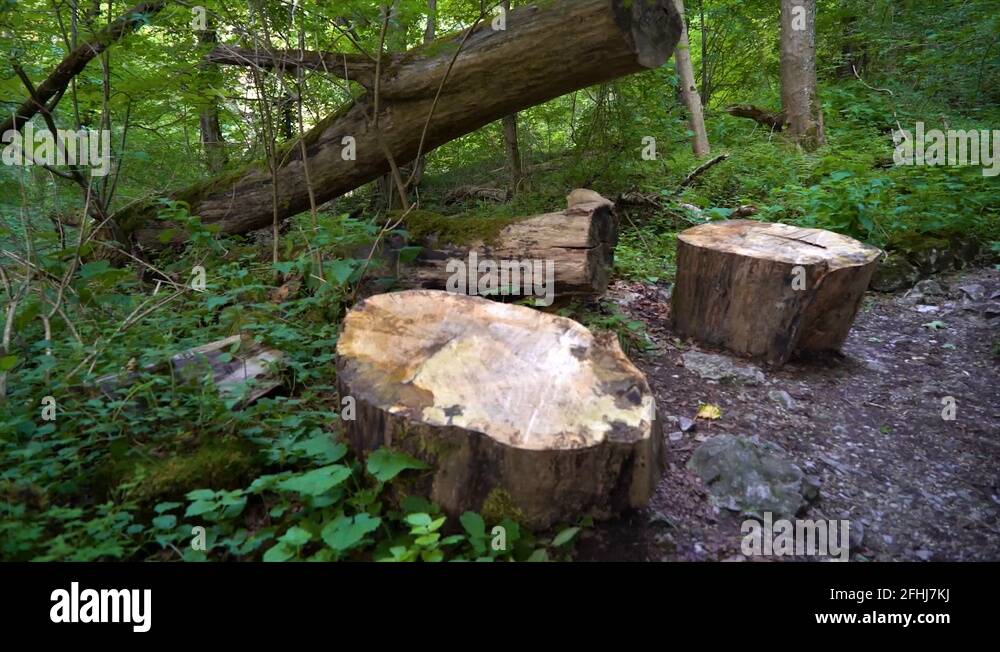 Two tree stumps Stock Videos & Footage - HD and 4K Video Clips - Alamy