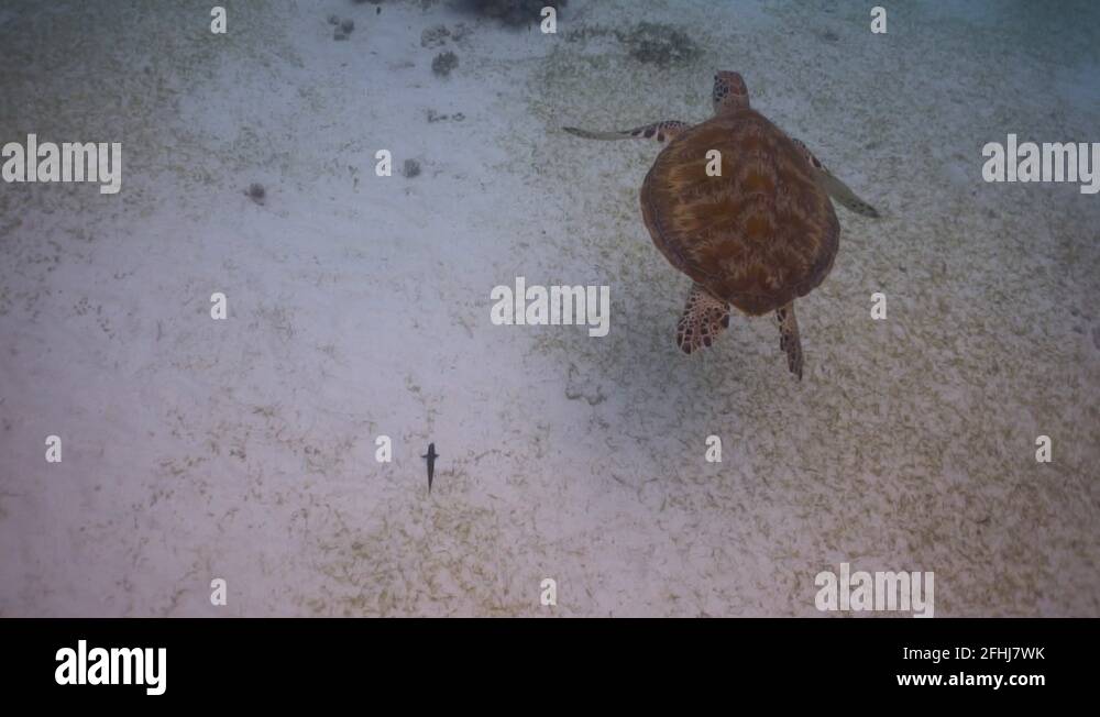 Close encounter with two green sea turtles while diving in sandy reef ...
