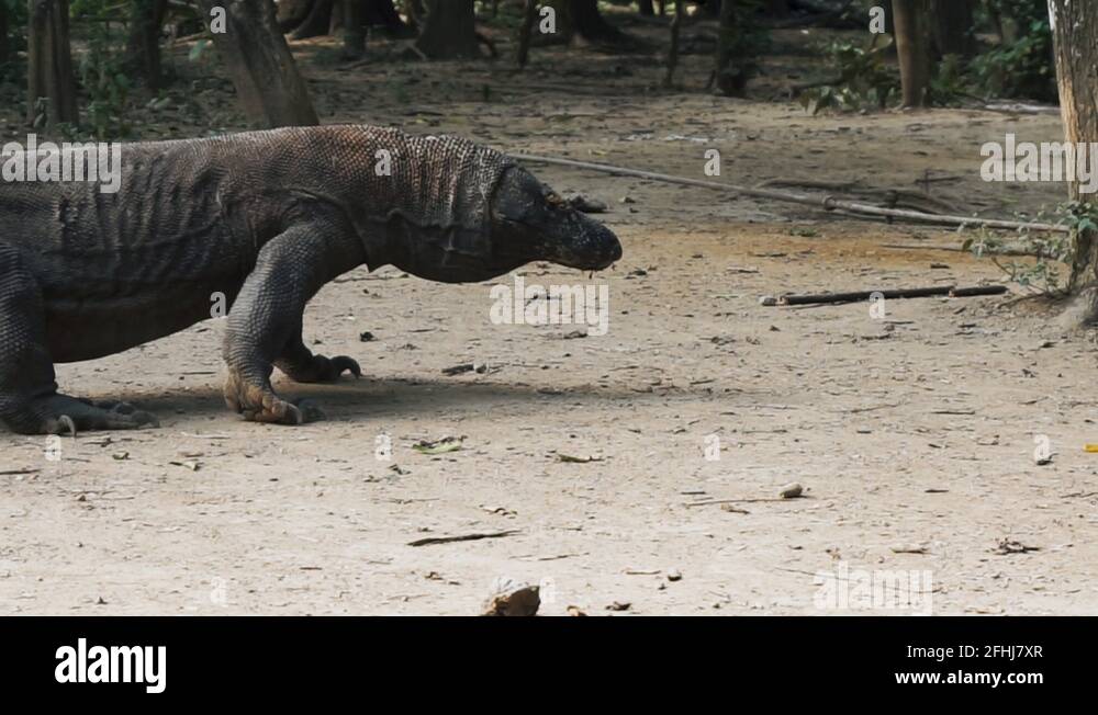 Komodo dragon walking Stock Videos & Footage - HD and 4K Video Clips ...