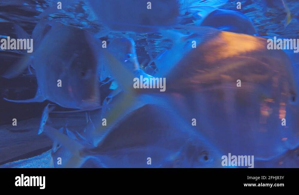 Look down fish Stock Videos & Footage - HD and 4K Video Clips - Alamy