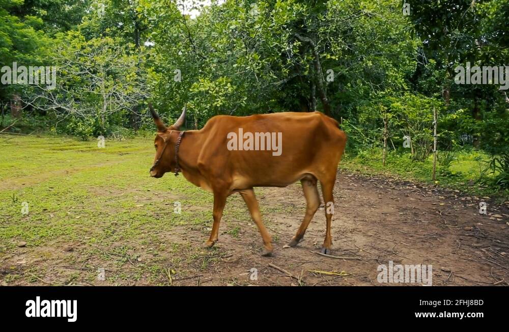 The holy cow Stock Videos & Footage - HD and 4K Video Clips - Alamy