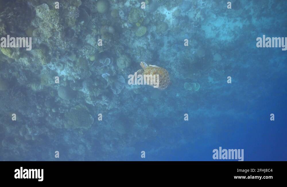 Sea turtle hook Stock Videos & Footage - HD and 4K Video Clips - Alamy