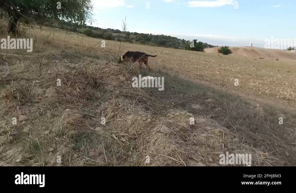 Animal on trail Stock Videos & Footage - HD and 4K Video Clips - Alamy