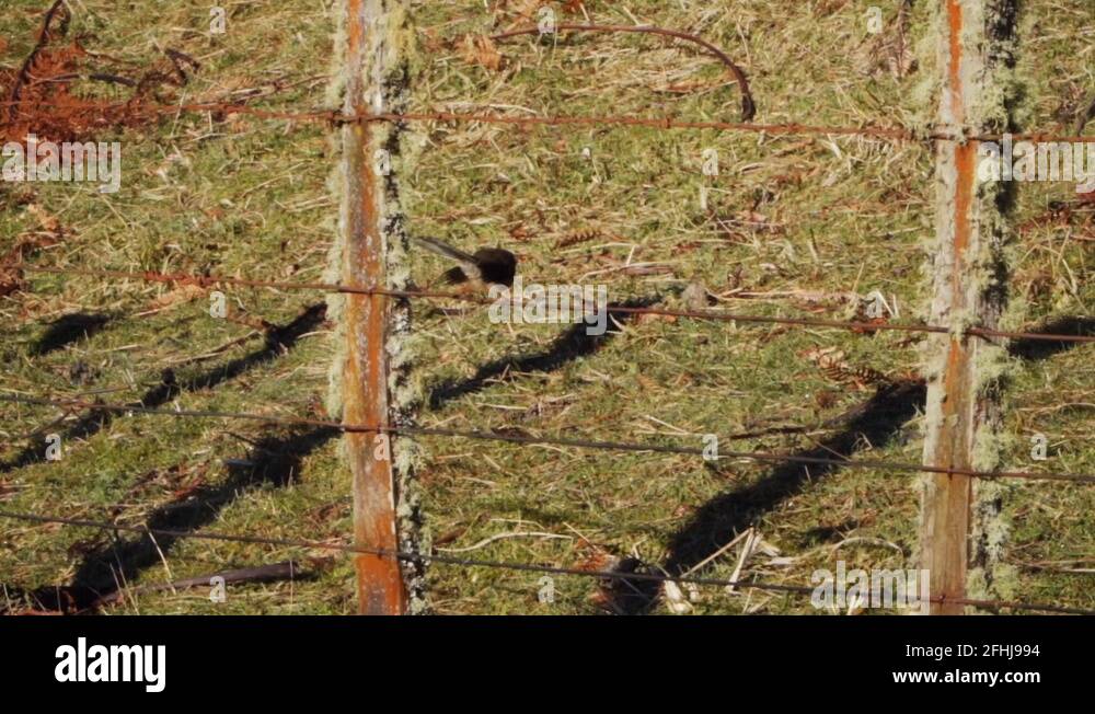 Fantail new zealand Stock Videos & Footage - HD and 4K Video Clips - Alamy
