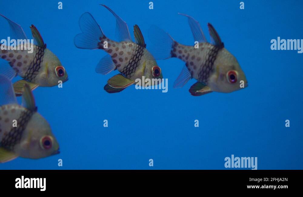 Three fish Stock Videos & Footage - HD and 4K Video Clips - Alamy