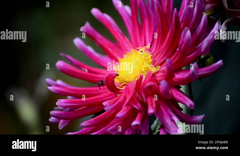 Crawling insects Stock Videos & Footage - HD and 4K Video Clips - Alamy