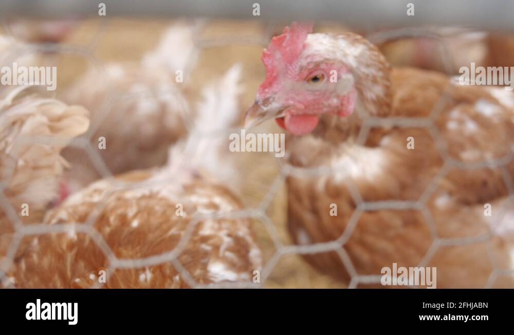 Free roam chicken Stock Videos & Footage - HD and 4K Video Clips - Alamy