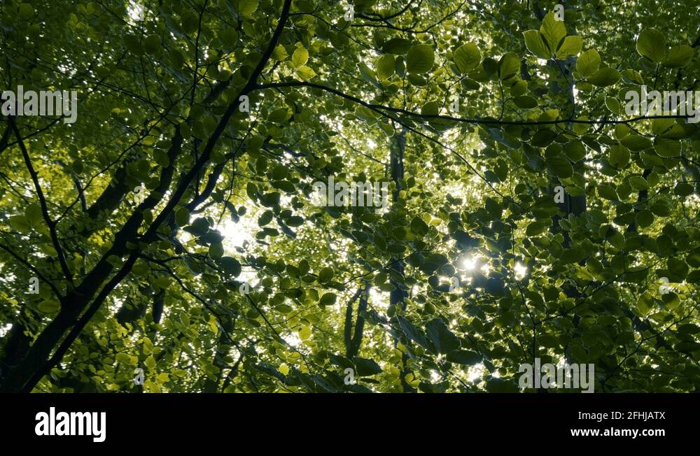 Beech tree canopy Stock Videos & Footage - HD and 4K Video Clips - Alamy