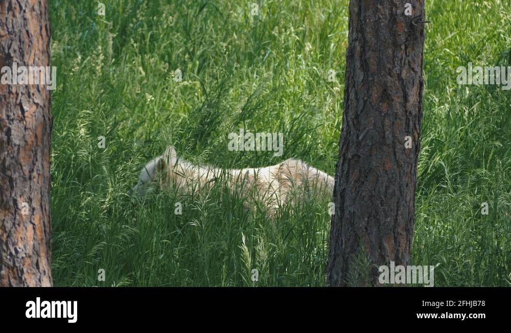 Wolf forest Stock Videos & Footage - HD and 4K Video Clips - Alamy