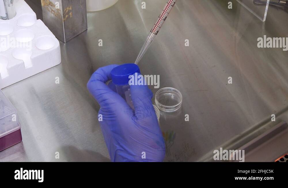 researcher scientist pipetting vial to petri dish fume hood close up ...