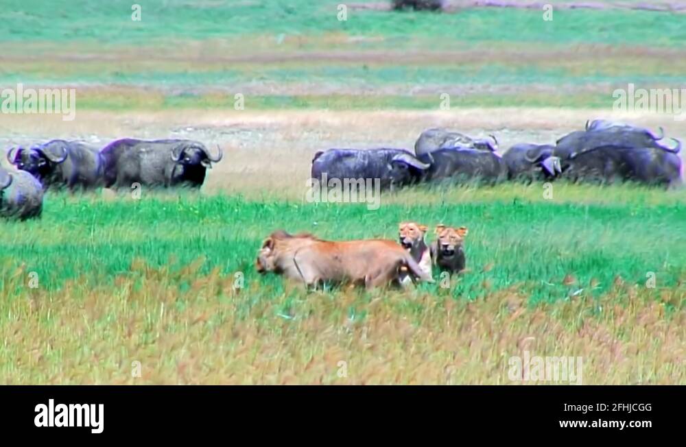 Lion buffalo Stock Videos & Footage - HD and 4K Video Clips - Alamy