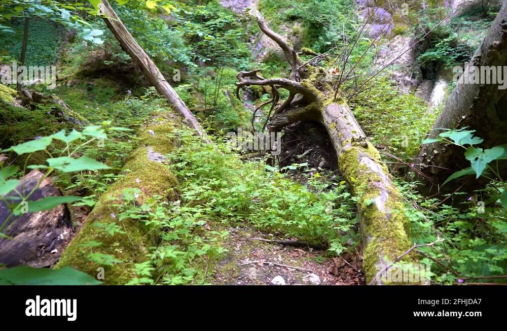 A dead fallen tree is laying in the forest by a Cliff. The roots of the ...