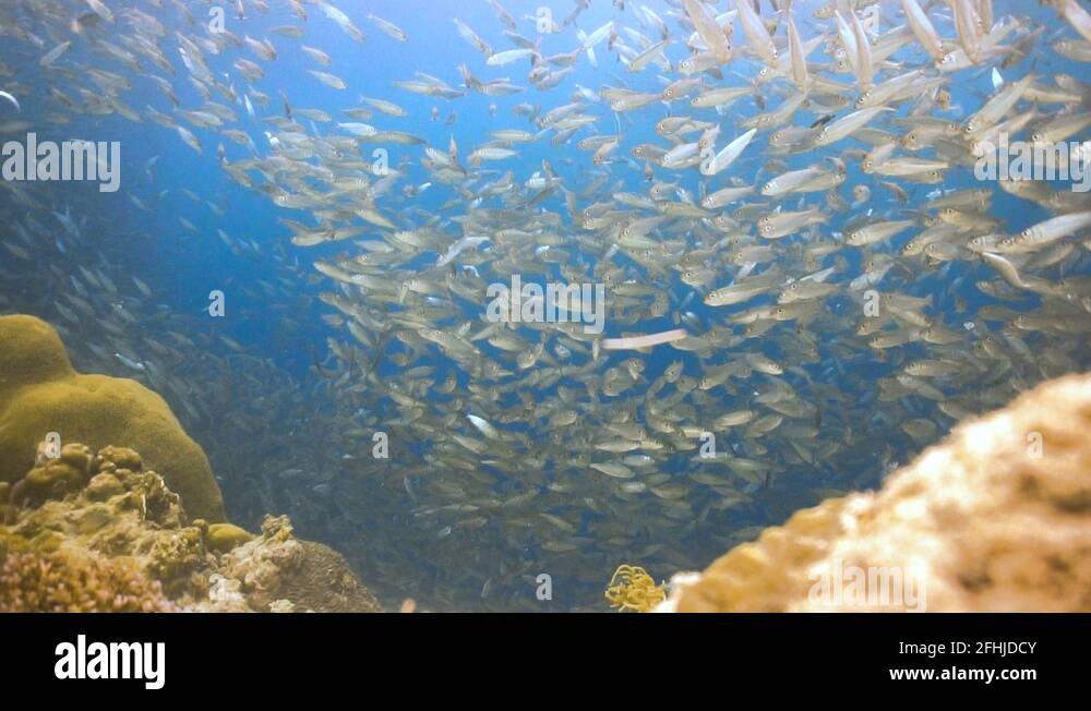 School photography lighting camera Stock Videos & Footage - HD and 4K ...