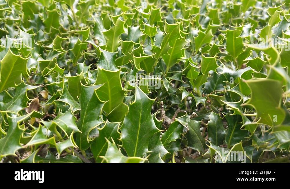 Spiky leaf pattern Stock Videos & Footage - HD and 4K Video Clips - Alamy