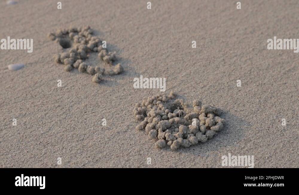 Crab in nest Stock Videos & Footage - HD and 4K Video Clips - Alamy