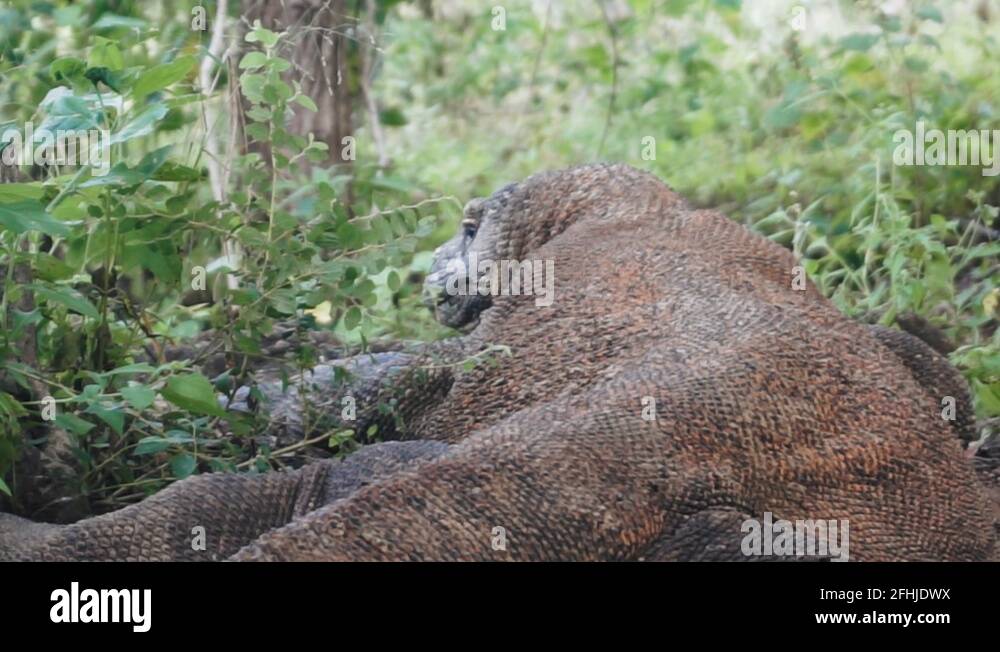 Komodo dragon in forest Stock Videos & Footage - HD and 4K Video Clips ...