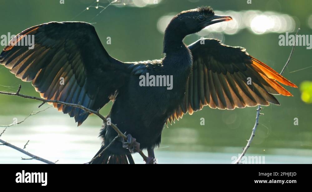 Bird drying wings Stock Videos & Footage - HD and 4K Video Clips - Alamy