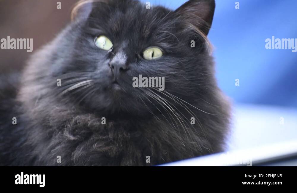 Cat through window Stock Videos & Footage - HD and 4K Video Clips - Alamy