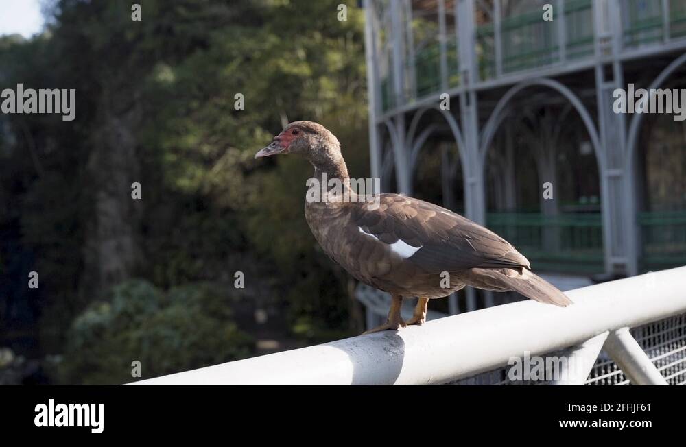 Taking off duck Stock Videos & Footage - HD and 4K Video Clips - Alamy
