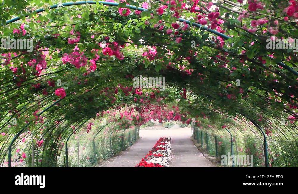 Garden red arches Stock Videos & Footage - HD and 4K Video Clips - Alamy