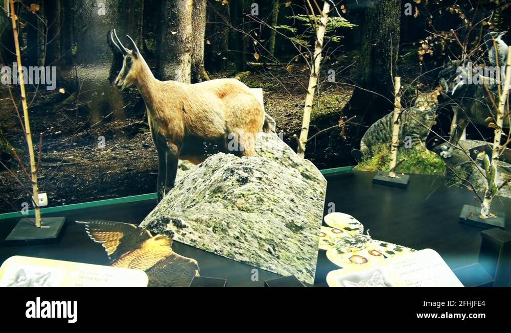 Model of animals Stock Videos & Footage - HD and 4K Video Clips - Alamy