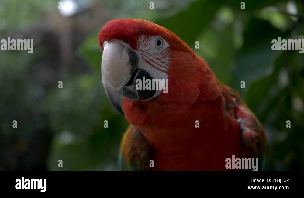Macaw parrot Stock Videos & Footage - HD and 4K Video Clips - Alamy